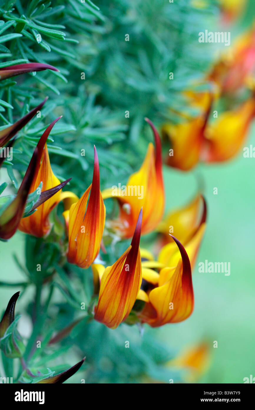 LOTUS BERTHELOTII PARROTS BEAK Stock Photo - Alamy