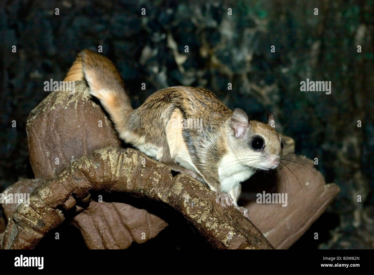 Northern Flying Squirrel Glaucomys sabrinus Stock Photo - Alamy