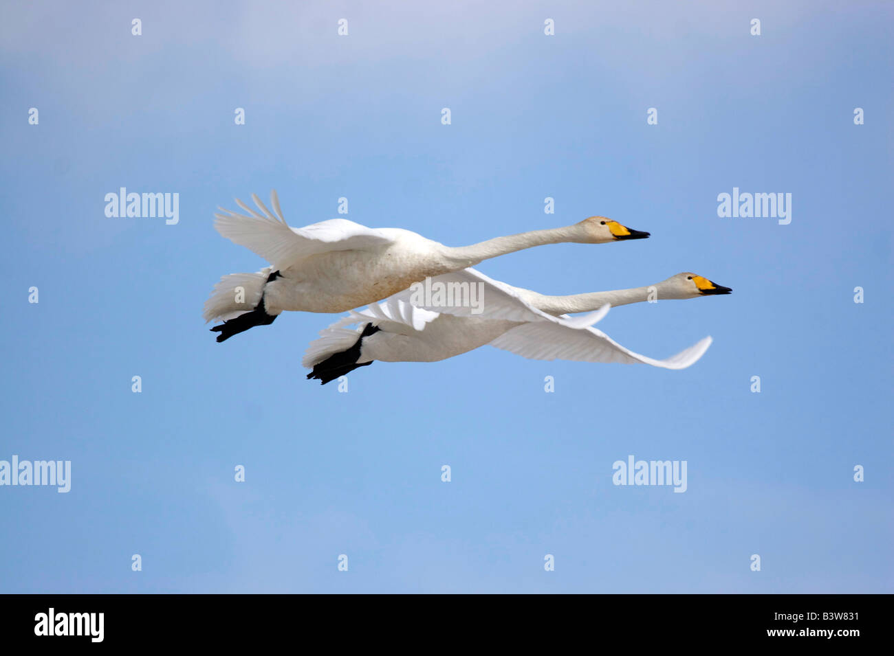 Flying swans hi-res stock photography and images - Alamy