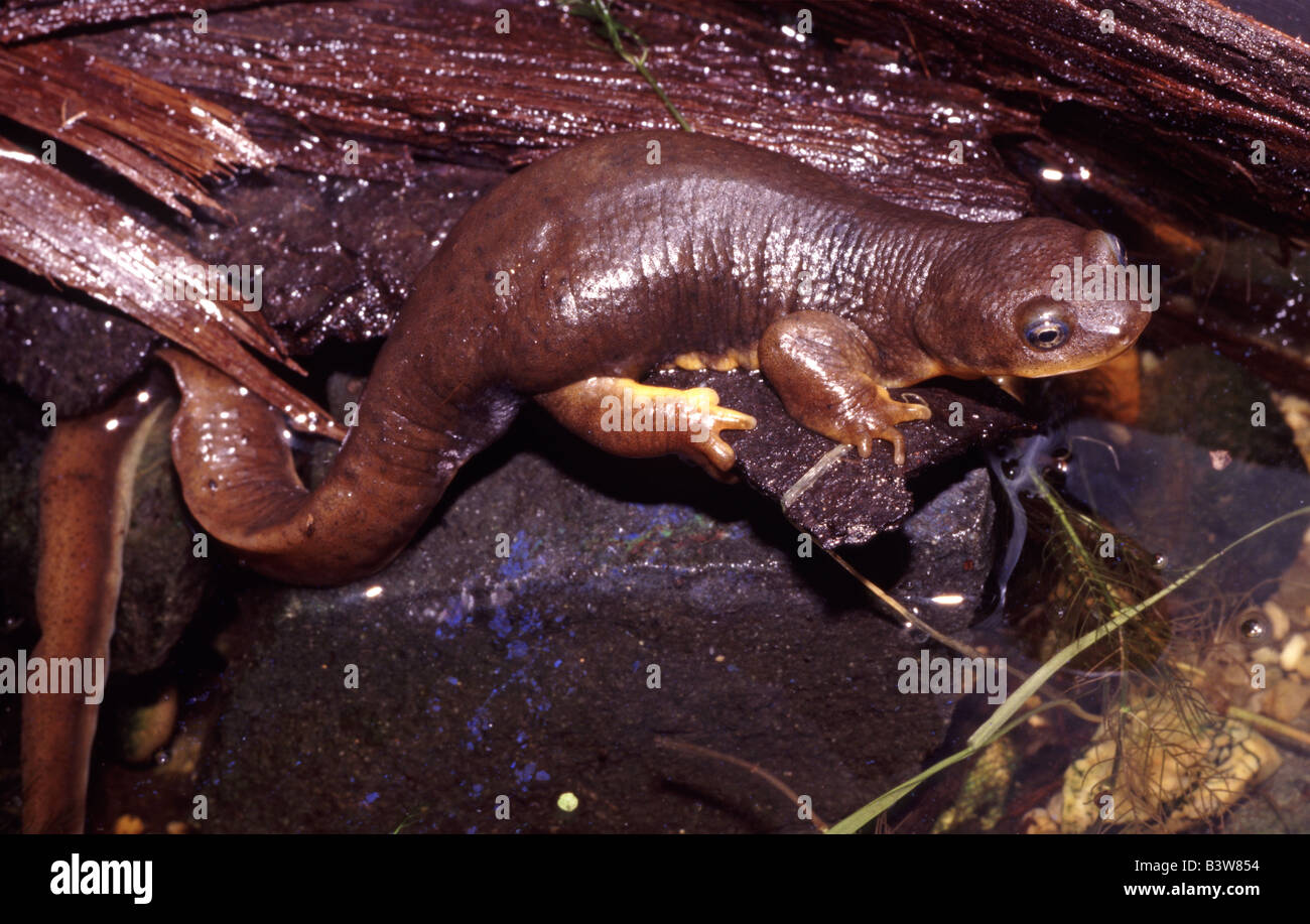 California Newt Taricha torosa native of Santa Cruz Mountains ...