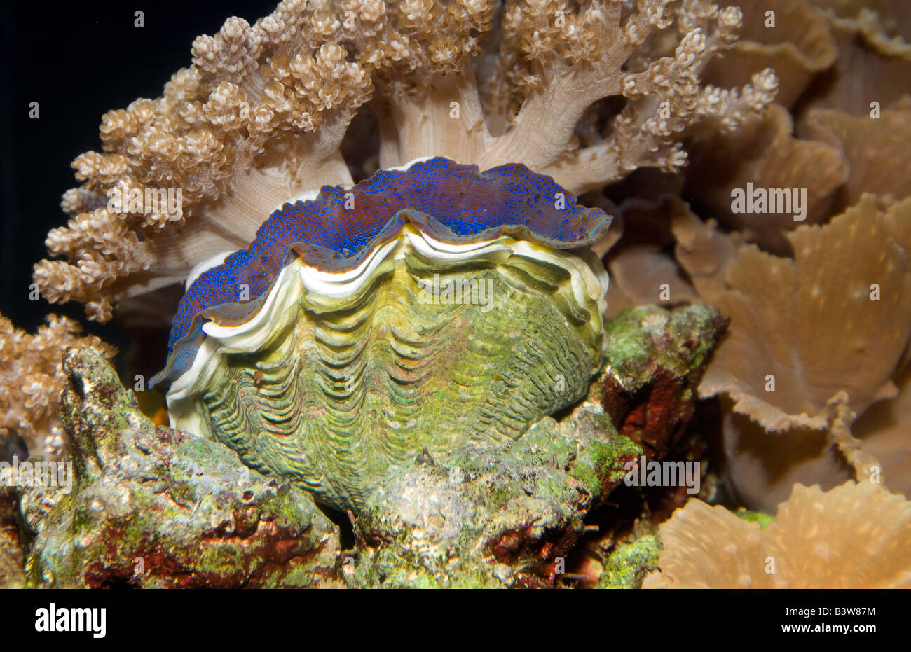 Small Giant Clam on reef in Fiji Stock Photo - Alamy