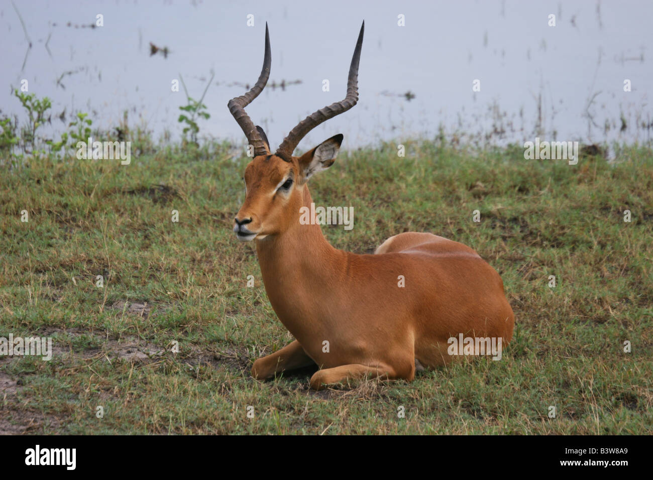 Antelope lying by the Chobe River Stock Photo - Alamy