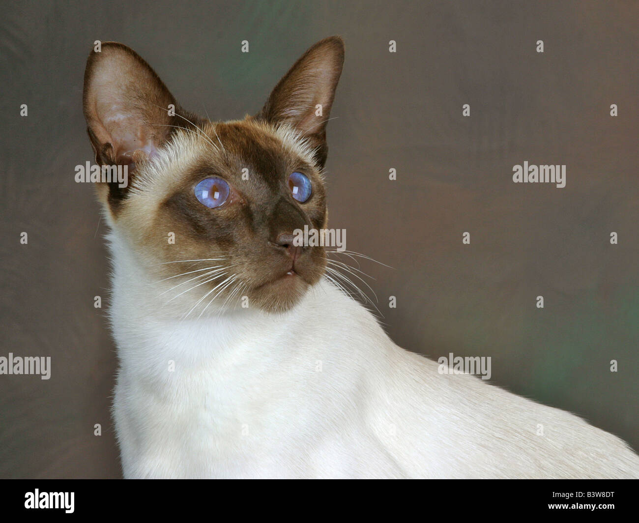 Siamese cat on brown background. ears up. studio set. 43387 Cat Stock ...
