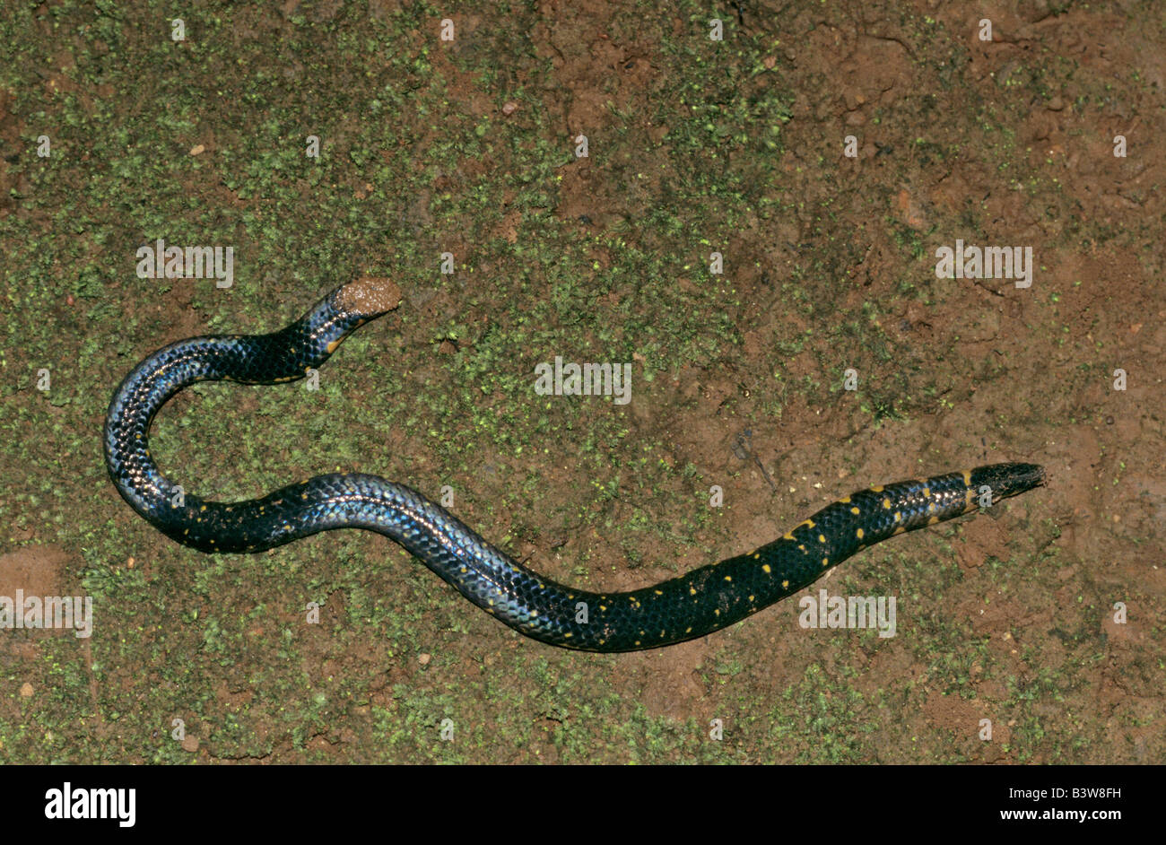 Shield tail snakes hi-res stock photography and images - Alamy