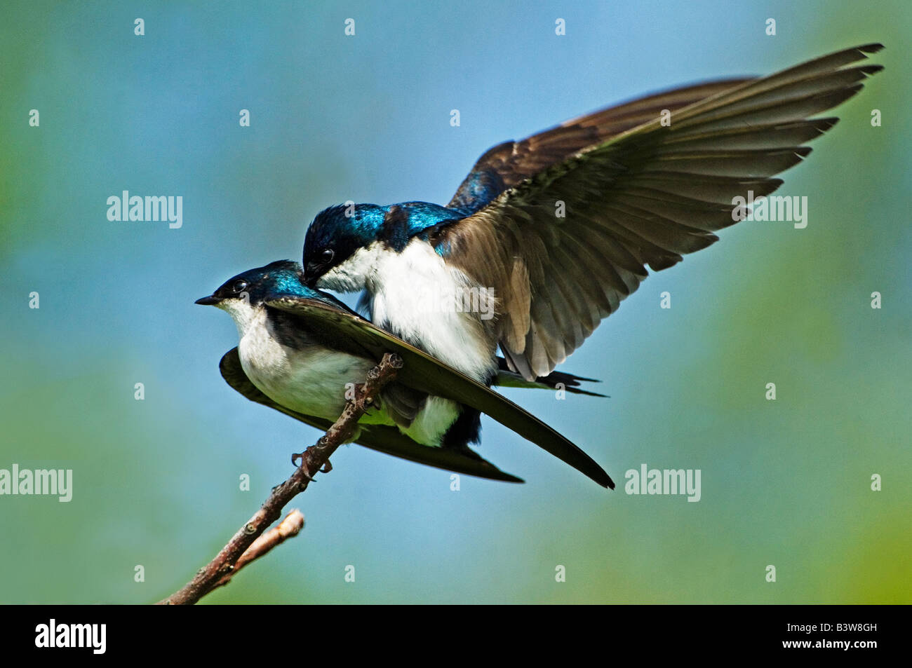 Mating tree swallows Stock Photo - Alamy