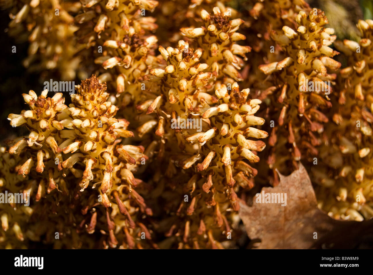 Indian pipes hi-res stock photography and images - Alamy