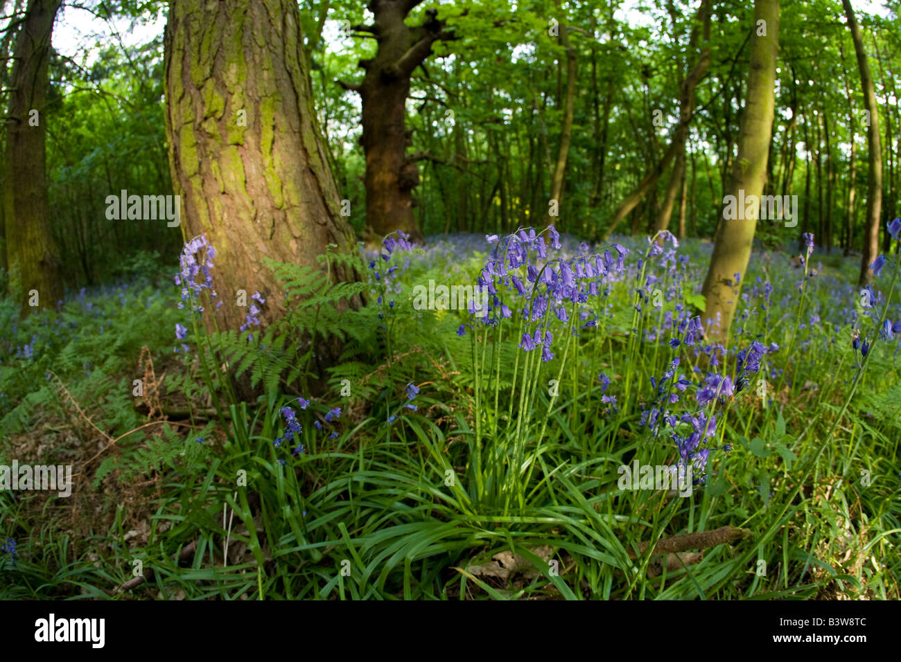Bluebells in woods on Haughmond Hill on a sunny spring day Shropshire ...