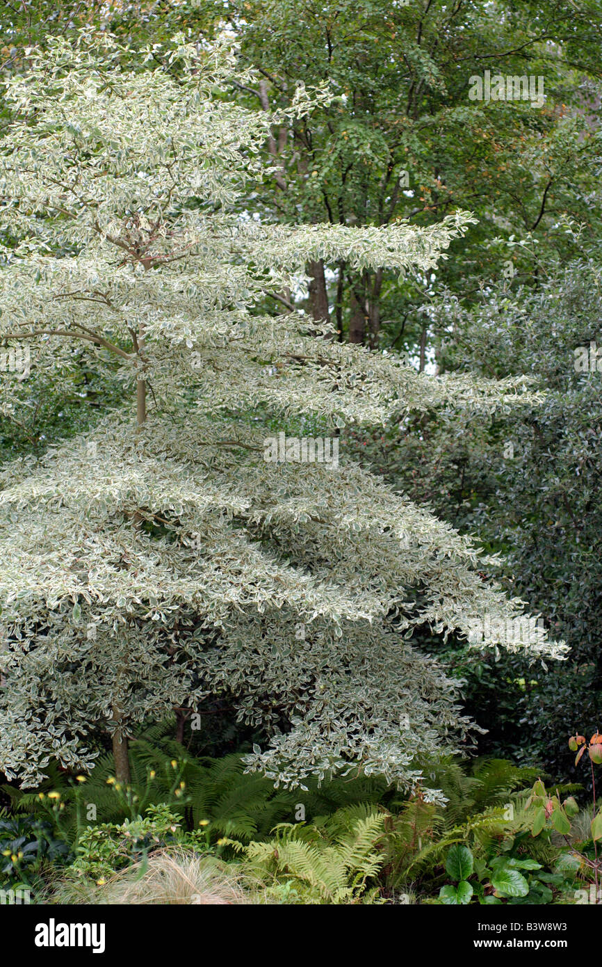 Cornus variegata hi-res stock photography and images - Alamy