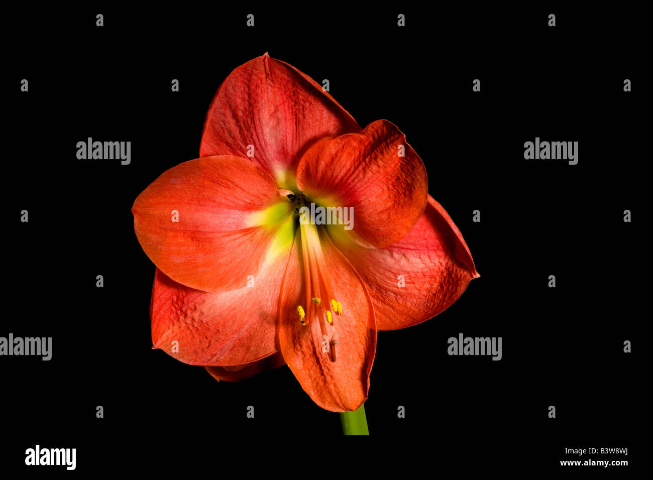 Plants blooming cycle hi-res stock photography and images - Alamy