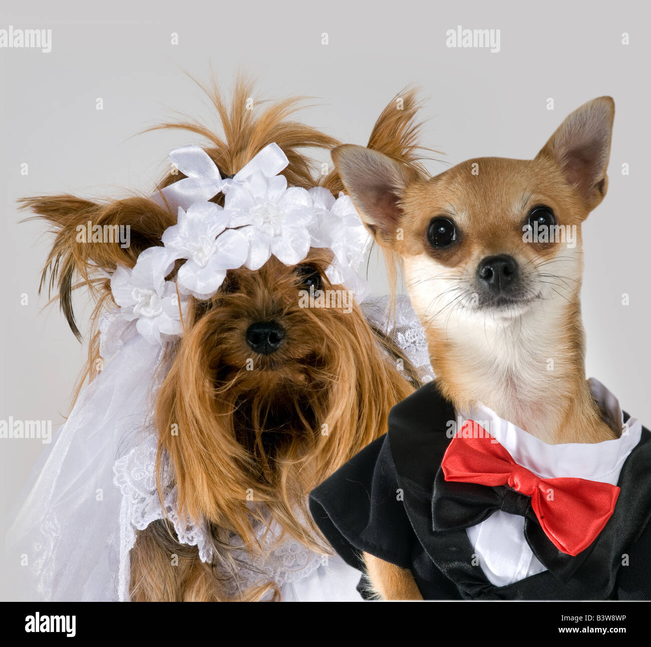 My dogs on their wedding day Stock Photo - Alamy