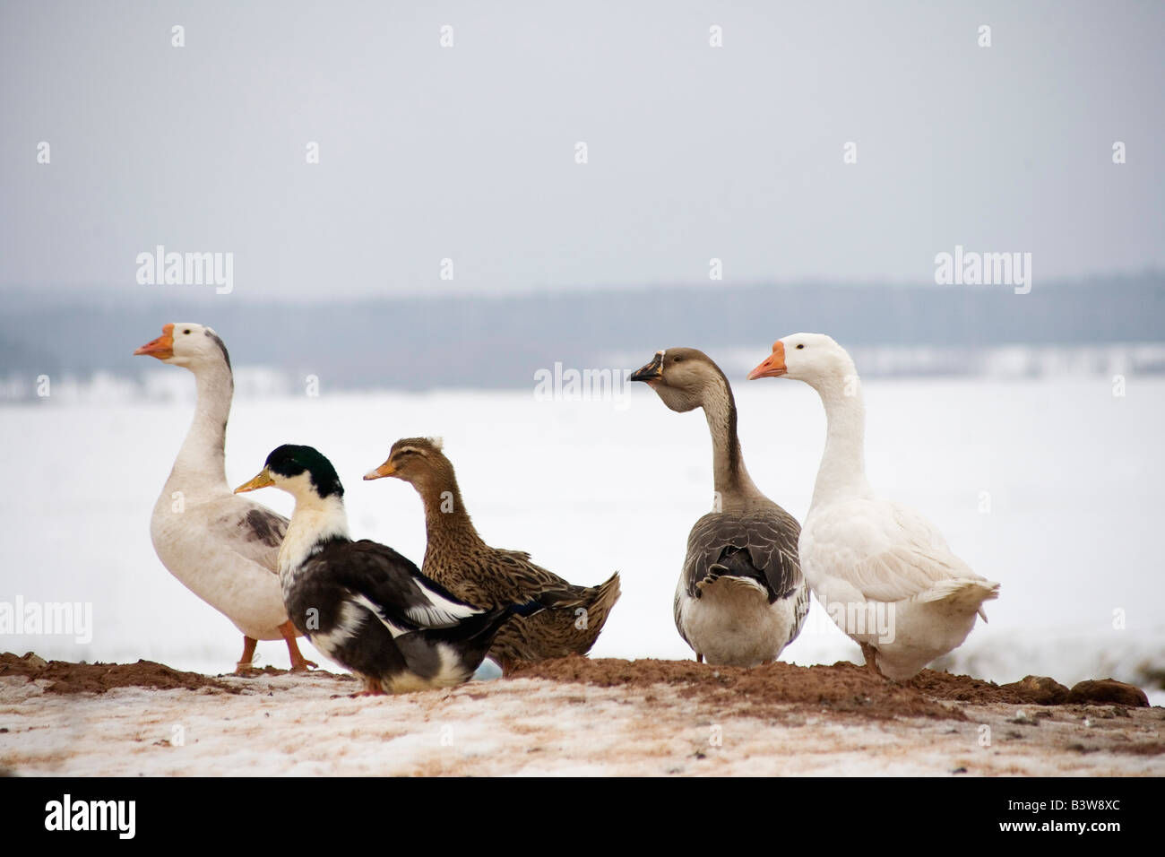 Russia agriculture hi-res stock photography and images - Alamy