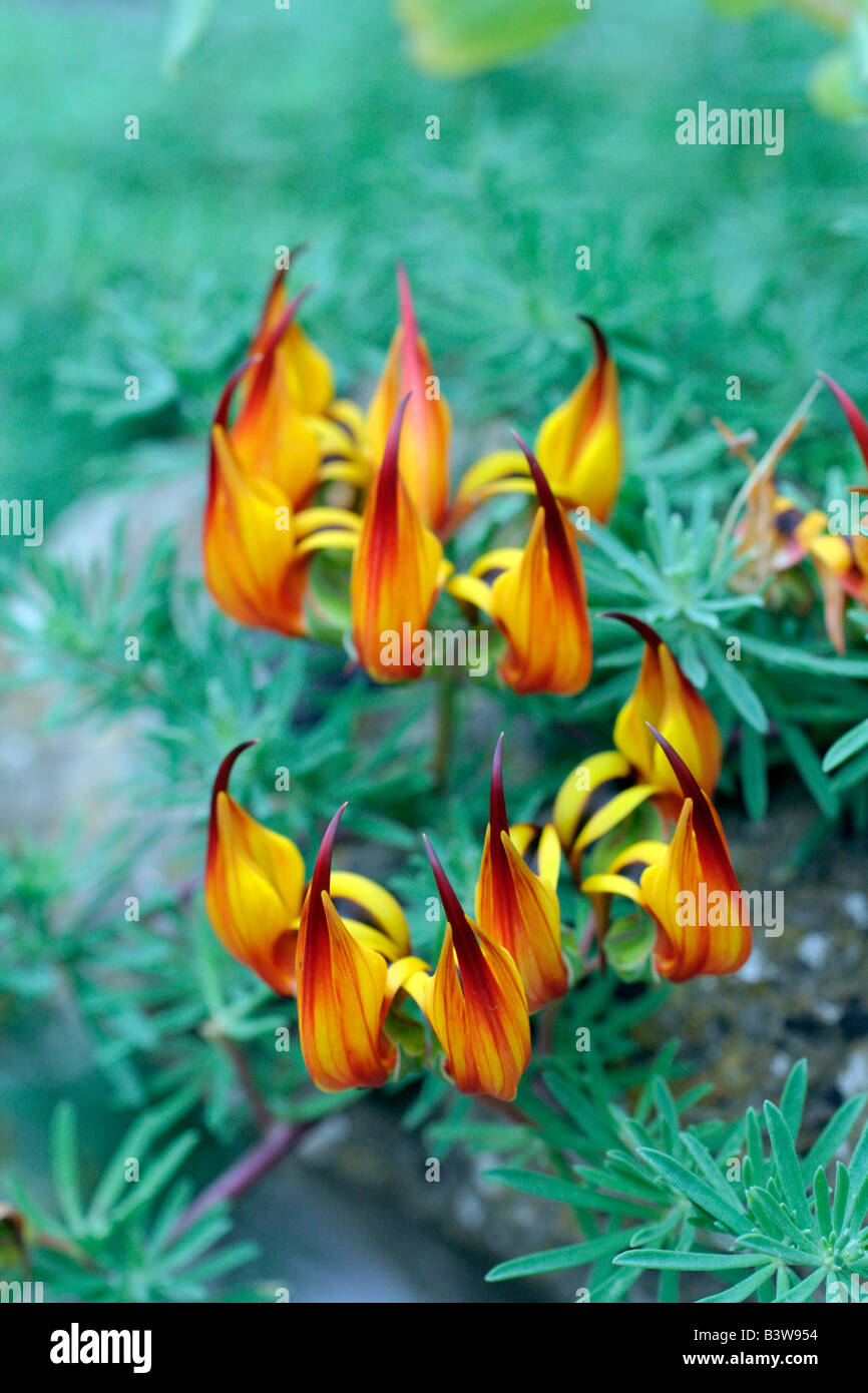 Lotus berthelotii parrots beak hi-res stock photography and images - Alamy