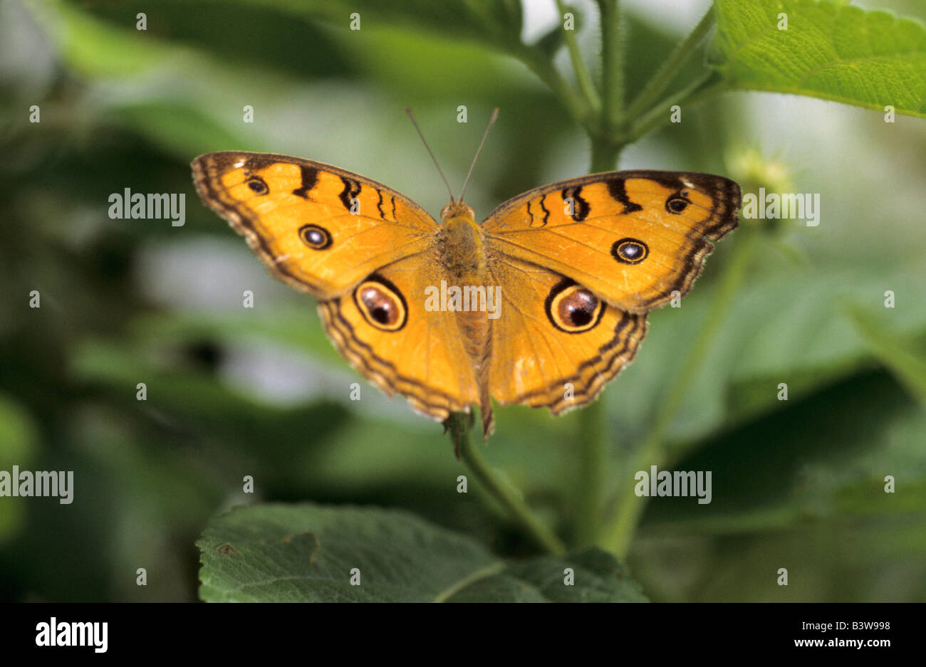 Peacock pansy butterfly, Junonia almana at Borivali National Park ...