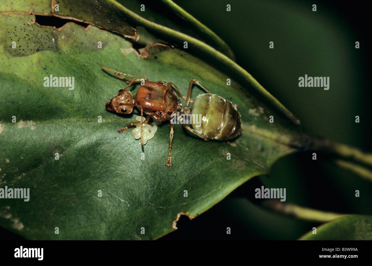 Tailor ant hi-res stock photography and images - Alamy