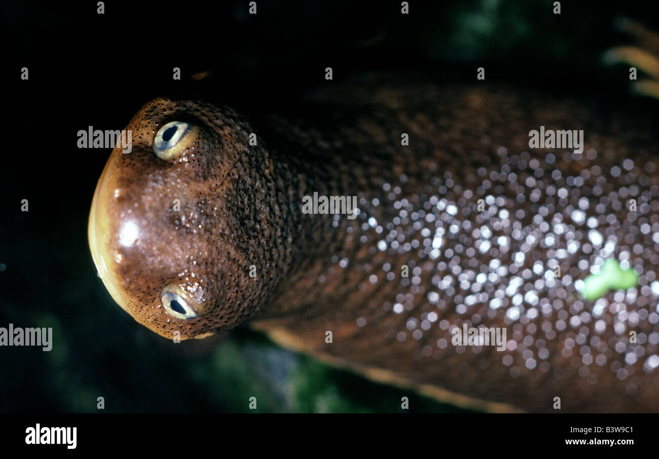 California Newt Taricha torosa native of Santa Cruz Mountains ...