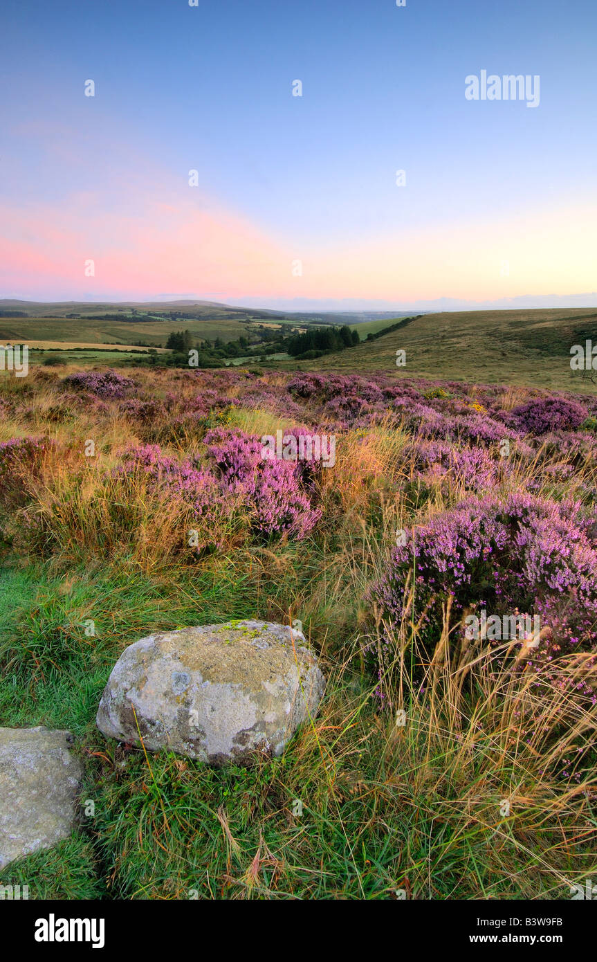 Wild heather in full bloom at sunrise on Dartmoor National Park in ...