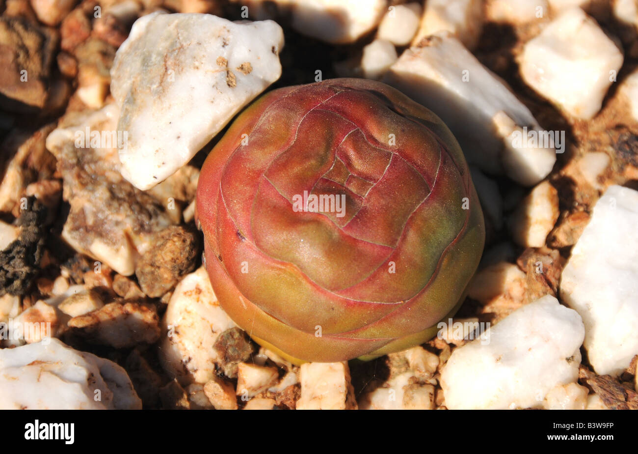 Xerophytes hi-res stock photography and images - Alamy