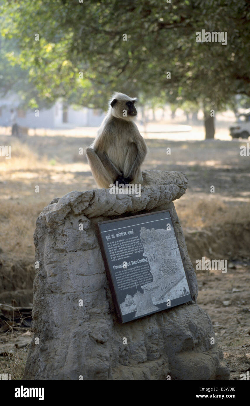 Hanuman Langur sitting on the sign board outside the Kanha Gate, India ...