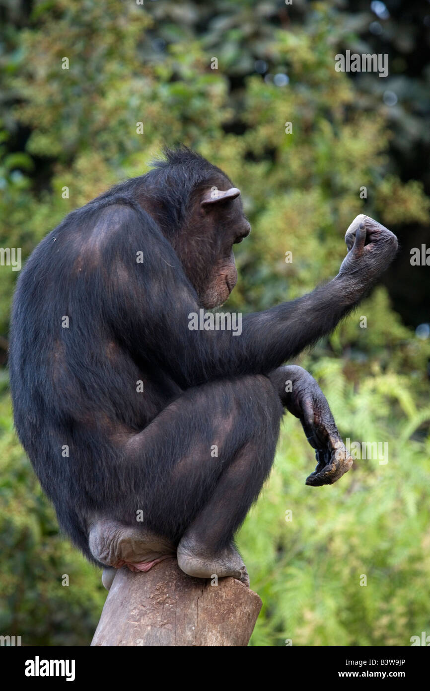 Chimp thinking hi-res stock photography and images - Alamy