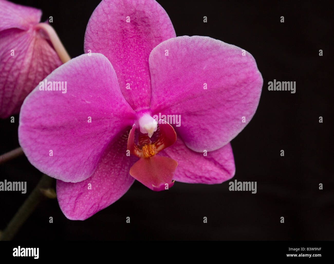 Elegant orchid variety hi-res stock photography and images - Alamy