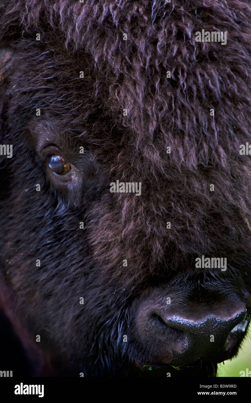 Bison, close up Stock Photo - Alamy