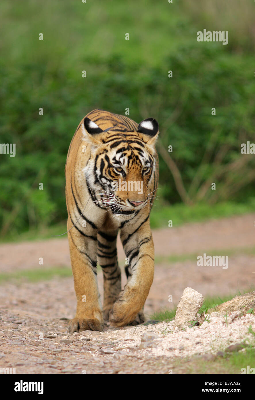 Tiger approach approaching hi-res stock photography and images - Alamy
