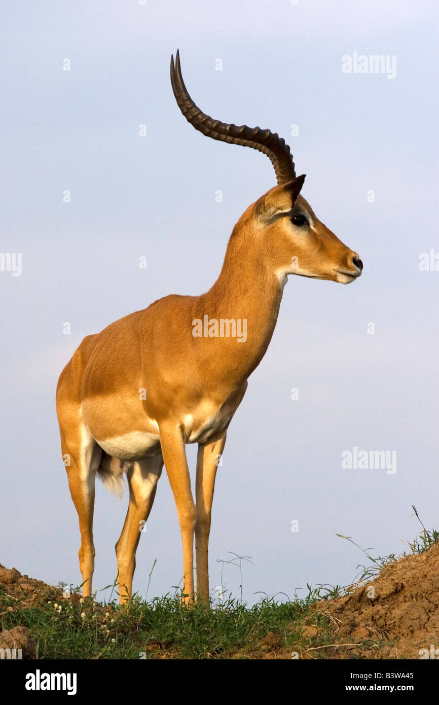 Antelope impala hi-res stock photography and images - Alamy