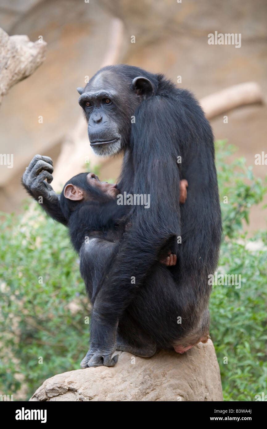 Chimp nursing hi-res stock photography and images - Alamy
