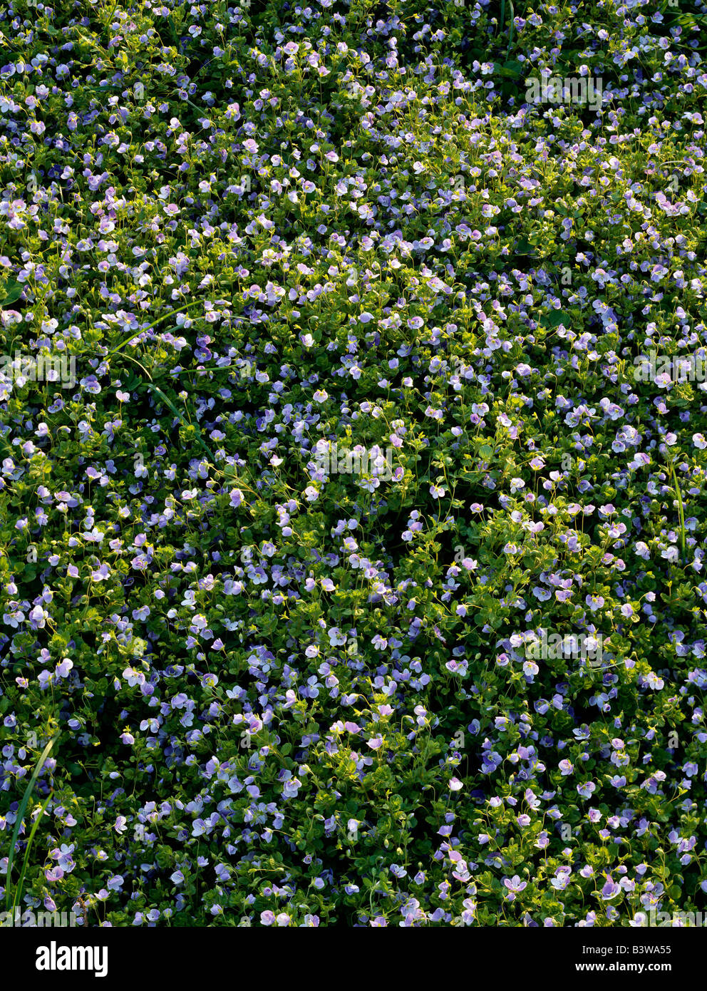 Latin viola papilionacea hi-res stock photography and images - Alamy