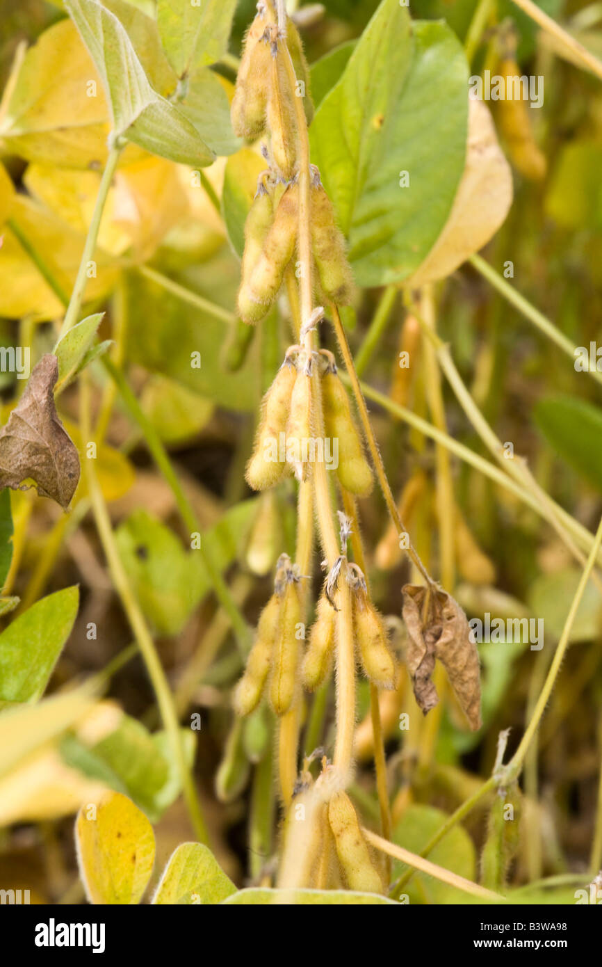 Yellow soybeans hi-res stock photography and images - Alamy