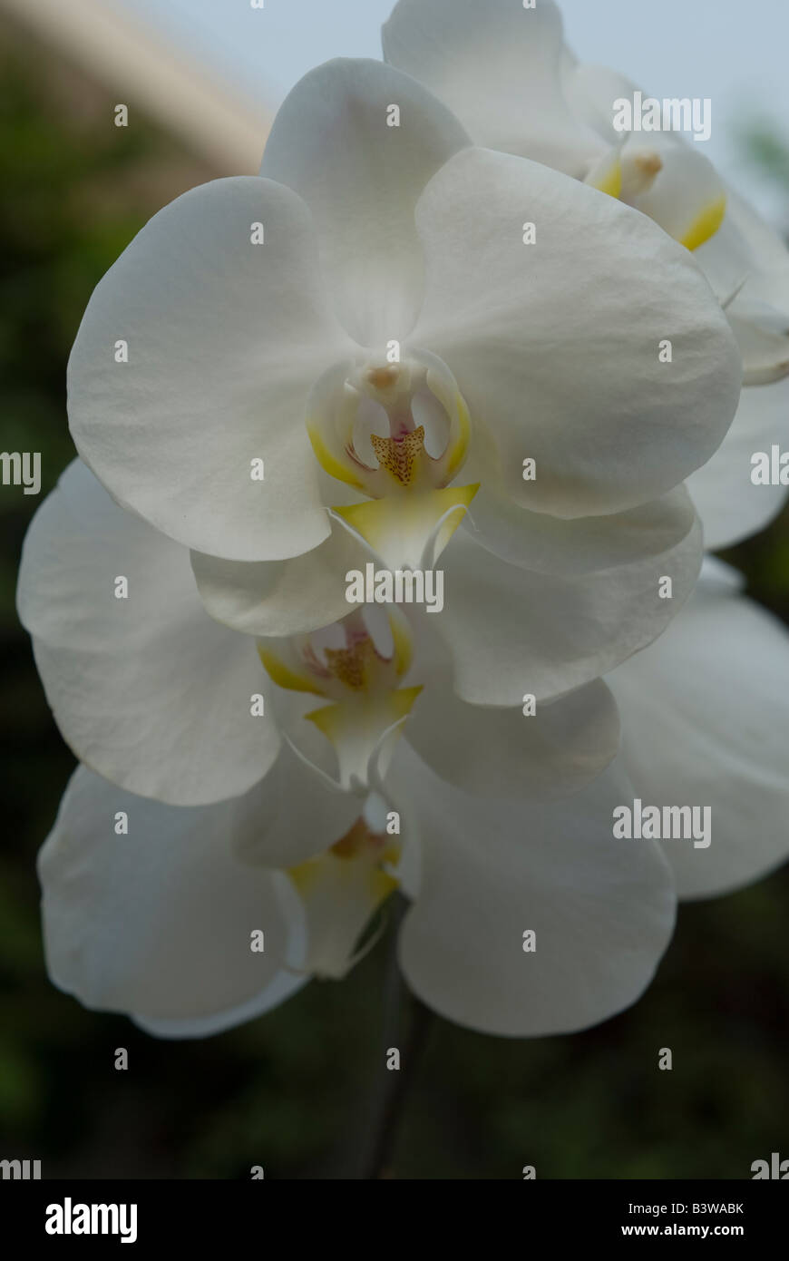 One of the popular flower at Indonesia and become one of Indonesian ...