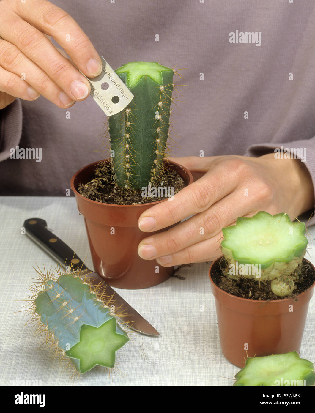woman cutting cactus for grafting Stock Photo - Alamy