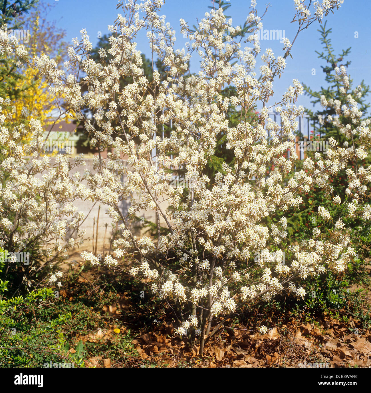 shadbush - blossoms / Amelanchier lamarckii Stock Photo - Alamy