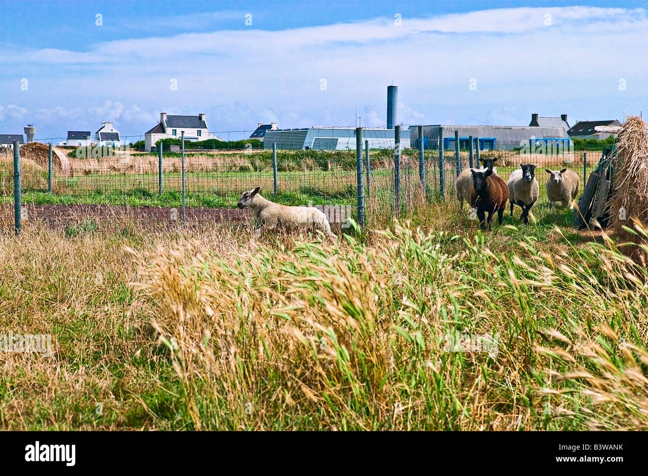 lamb and sheep running in field isle of Ouessant Brittany France Stock ...