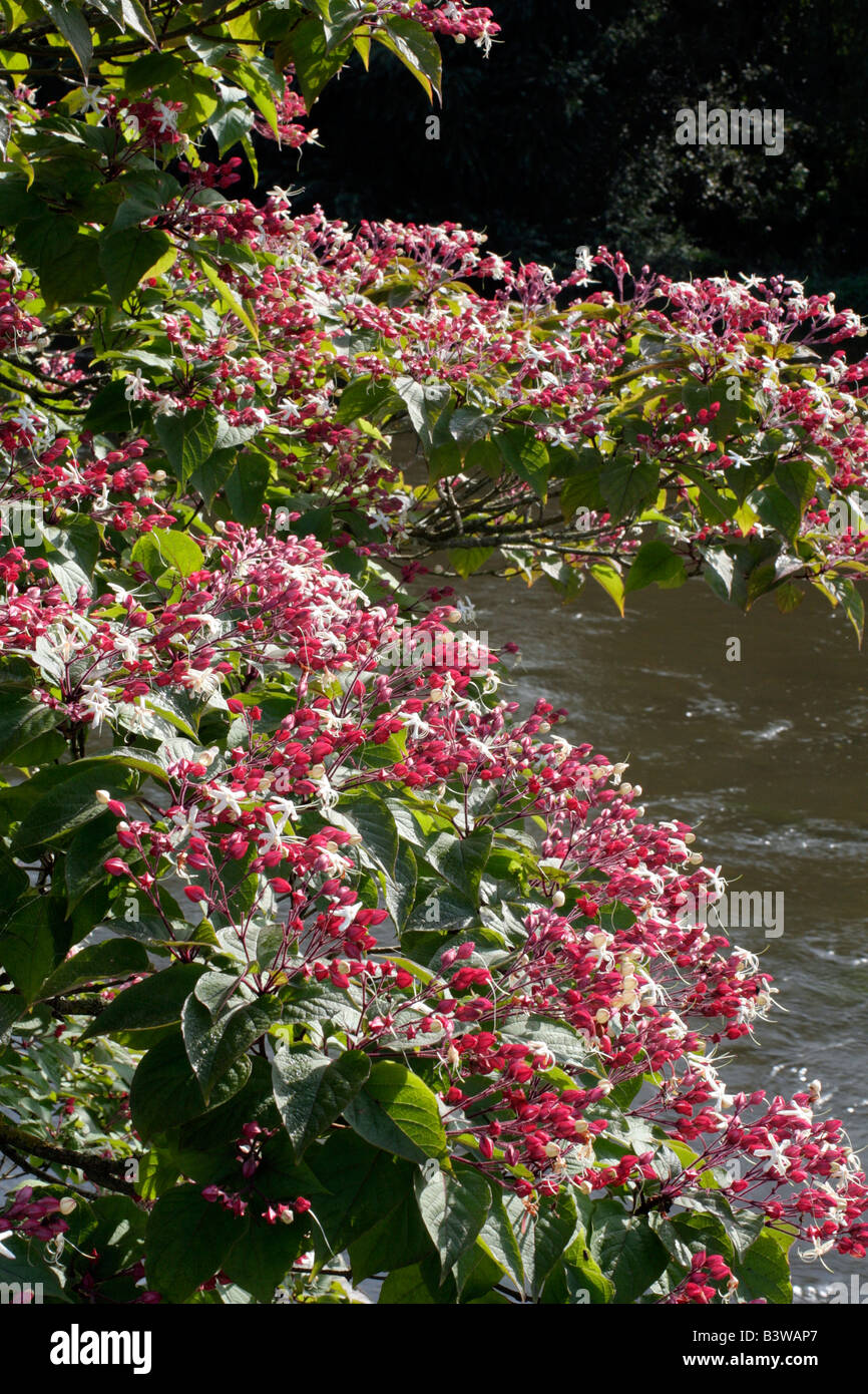 Clerodendron hi-res stock photography and images - Alamy