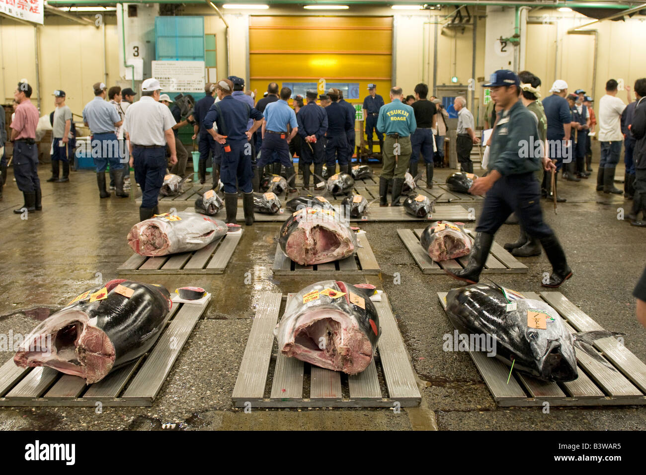 Tsukiji Fish Market Stock Photo - Alamy