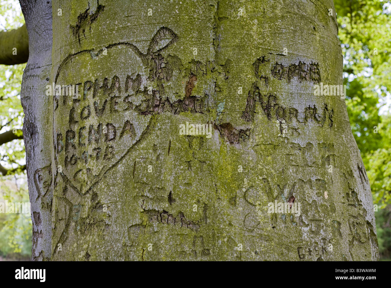 Tree trunk graffiti hi-res stock photography and images - Alamy