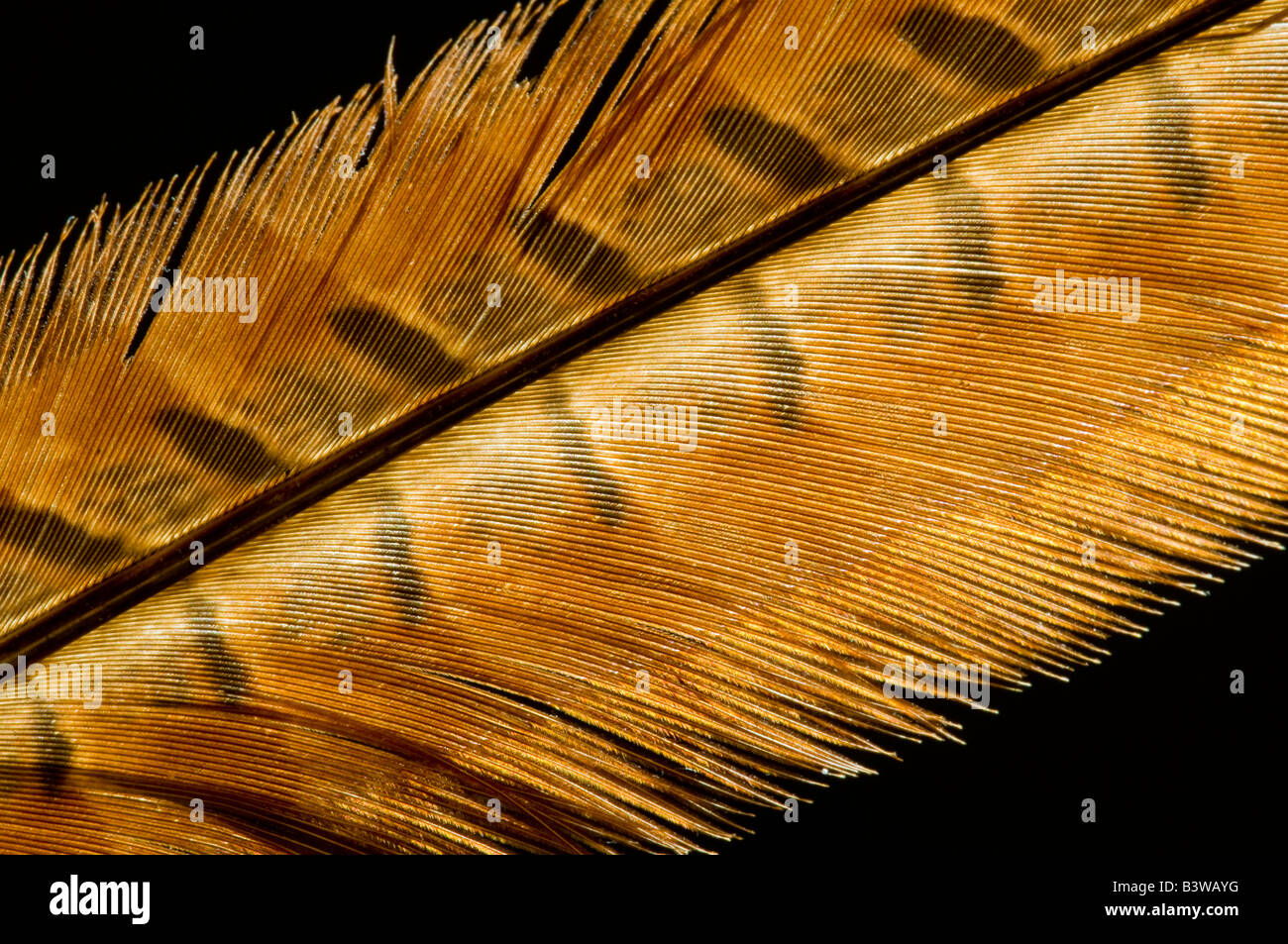 Pheasant feather in close-up Stock Photo - Alamy