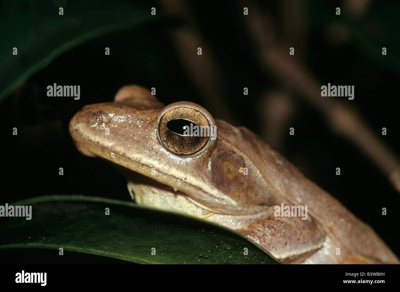 Zoology animals amphibian frogs tree hi-res stock photography and ...
