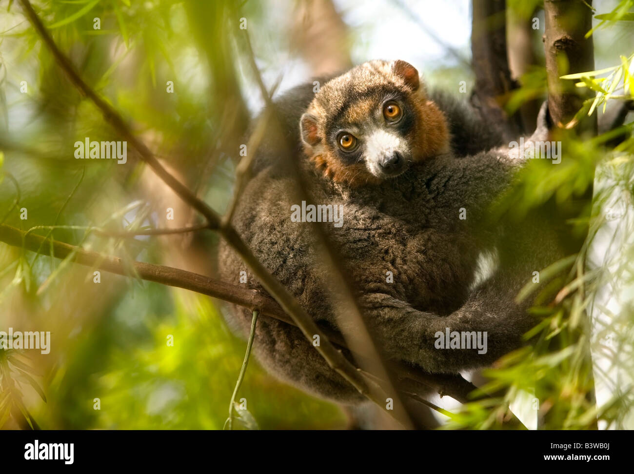 Monkey in tree Stock Photo - Alamy