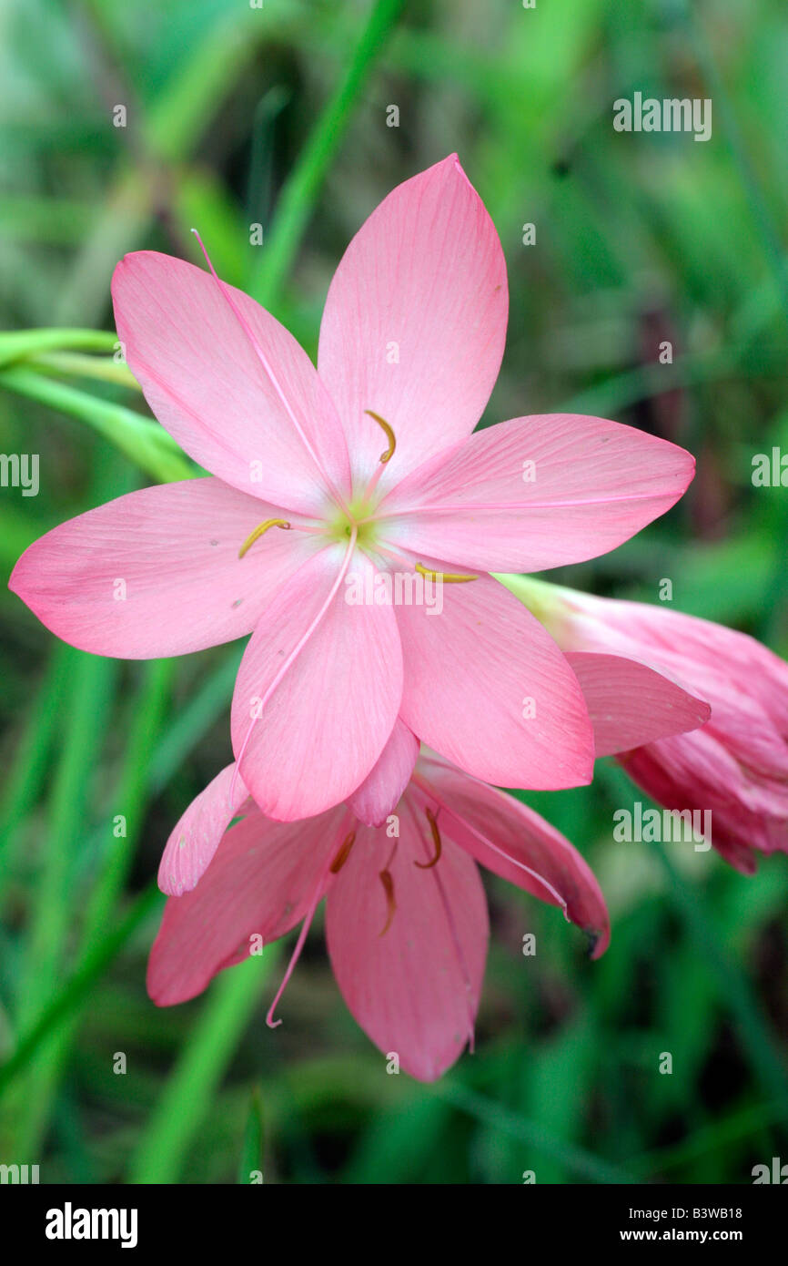 Schizostylis coccinea hi-res stock photography and images - Alamy