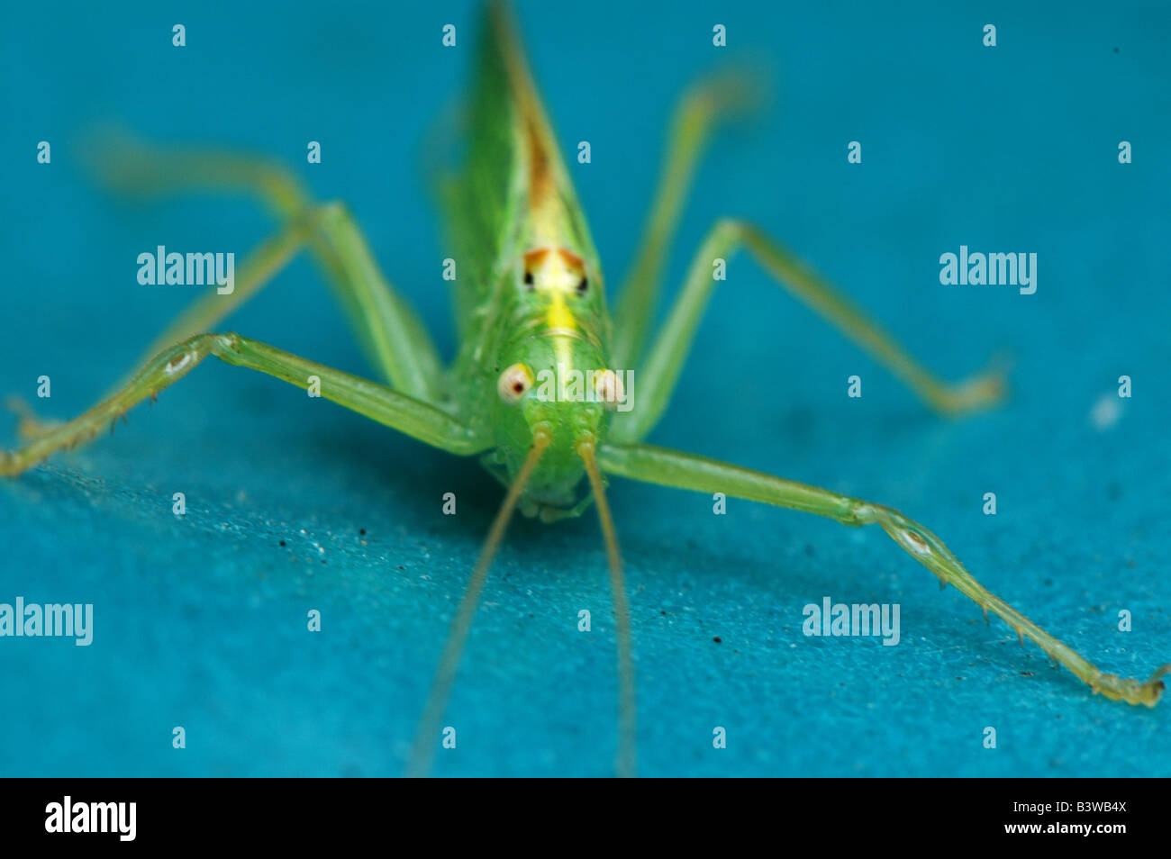 Cricket insect uk hi-res stock photography and images - Alamy