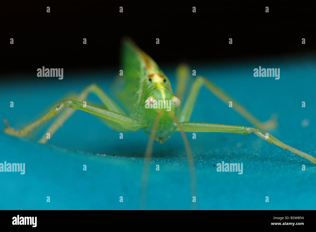 An Oak Bush Cricket Stock Photo - Alamy