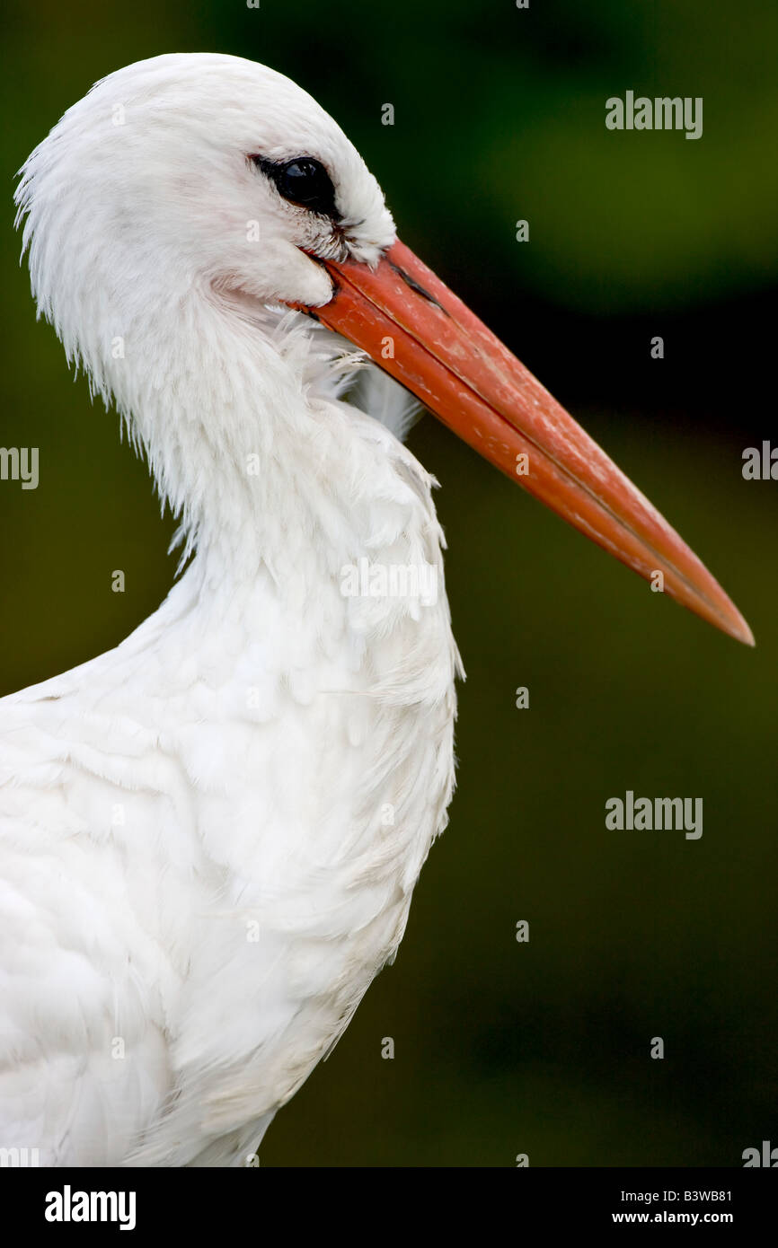 White Stork close-up of head and neck Stock Photo - Alamy