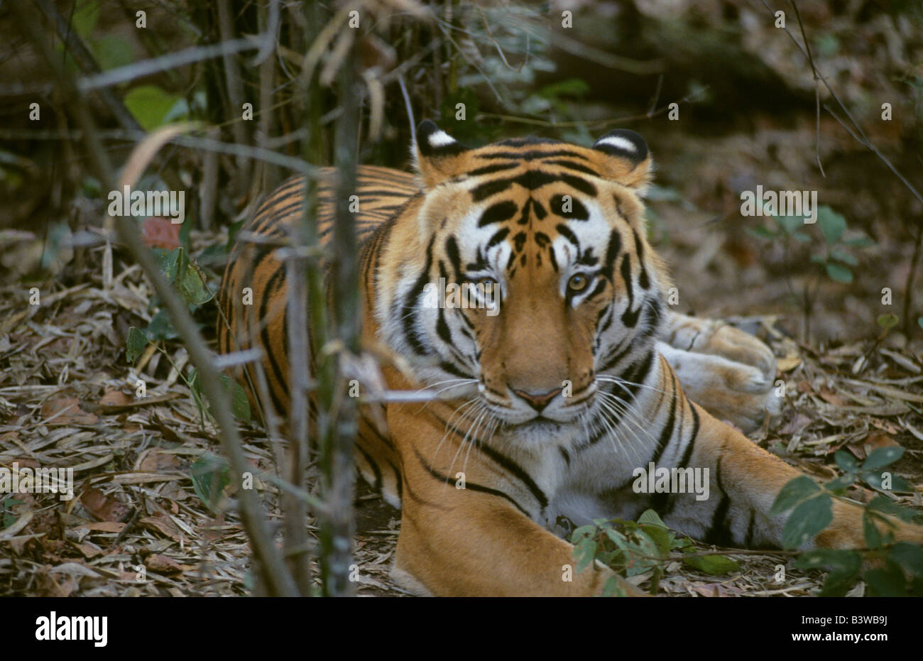 Tiger. Kanha Tiger Reserve, Madhya Pradesh, INDIA. Panthera tigris ...