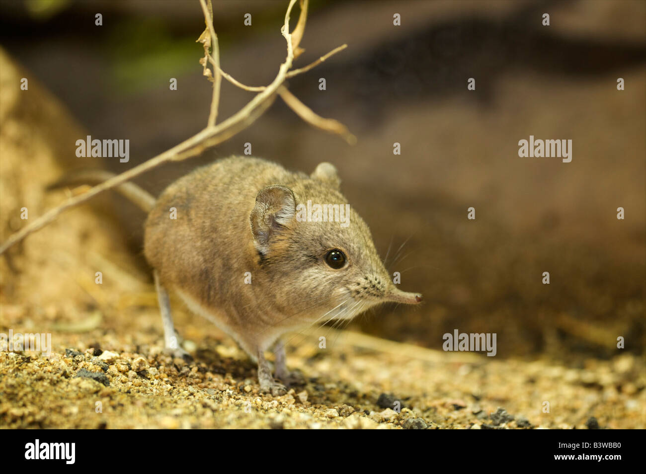 Elephant shrew short eared hi-res stock photography and images - Alamy