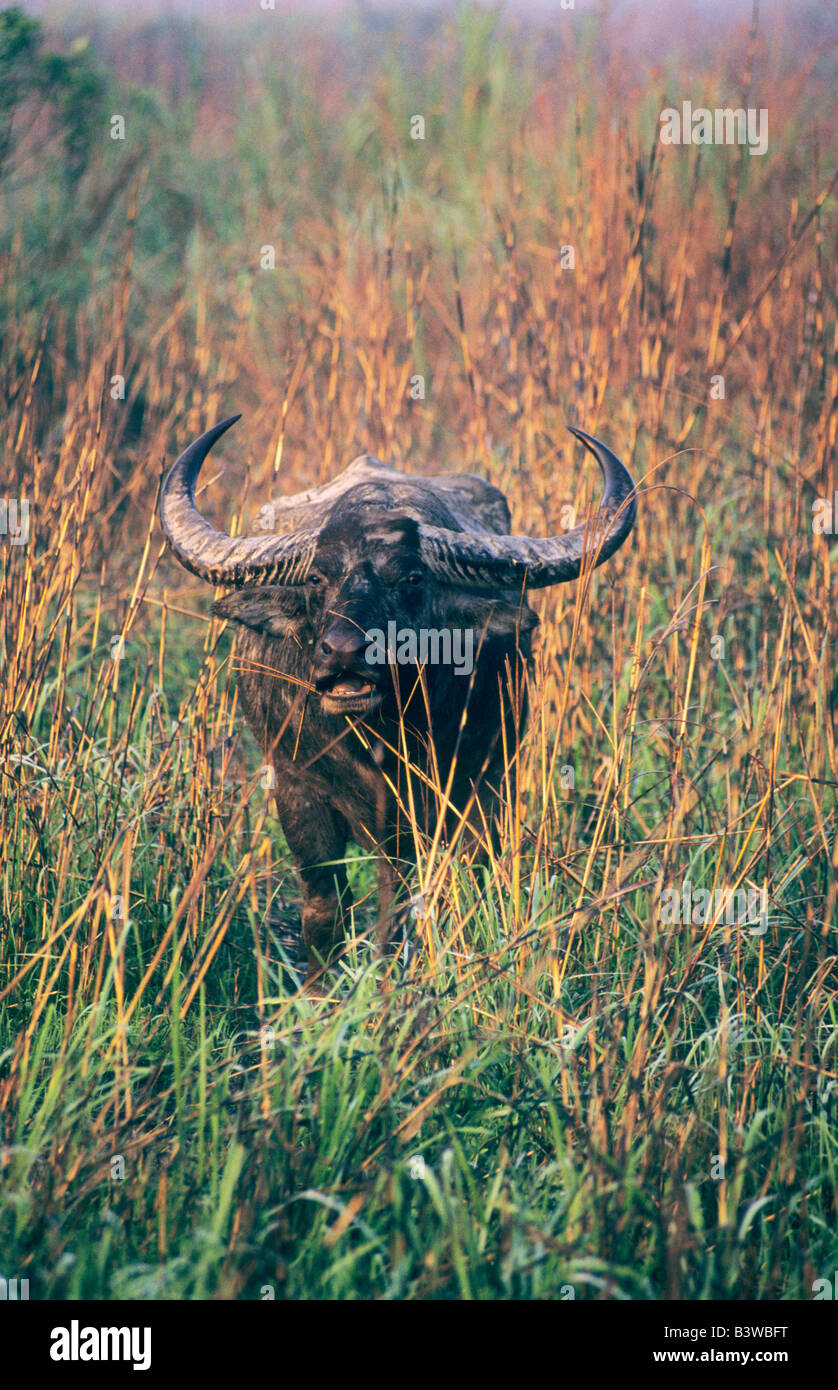 Indian wild Buffalo also called as water Buffalo, Kaziranaga national ...