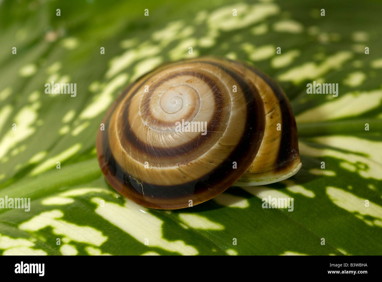 Cuba fauna hi-res stock photography and images - Alamy