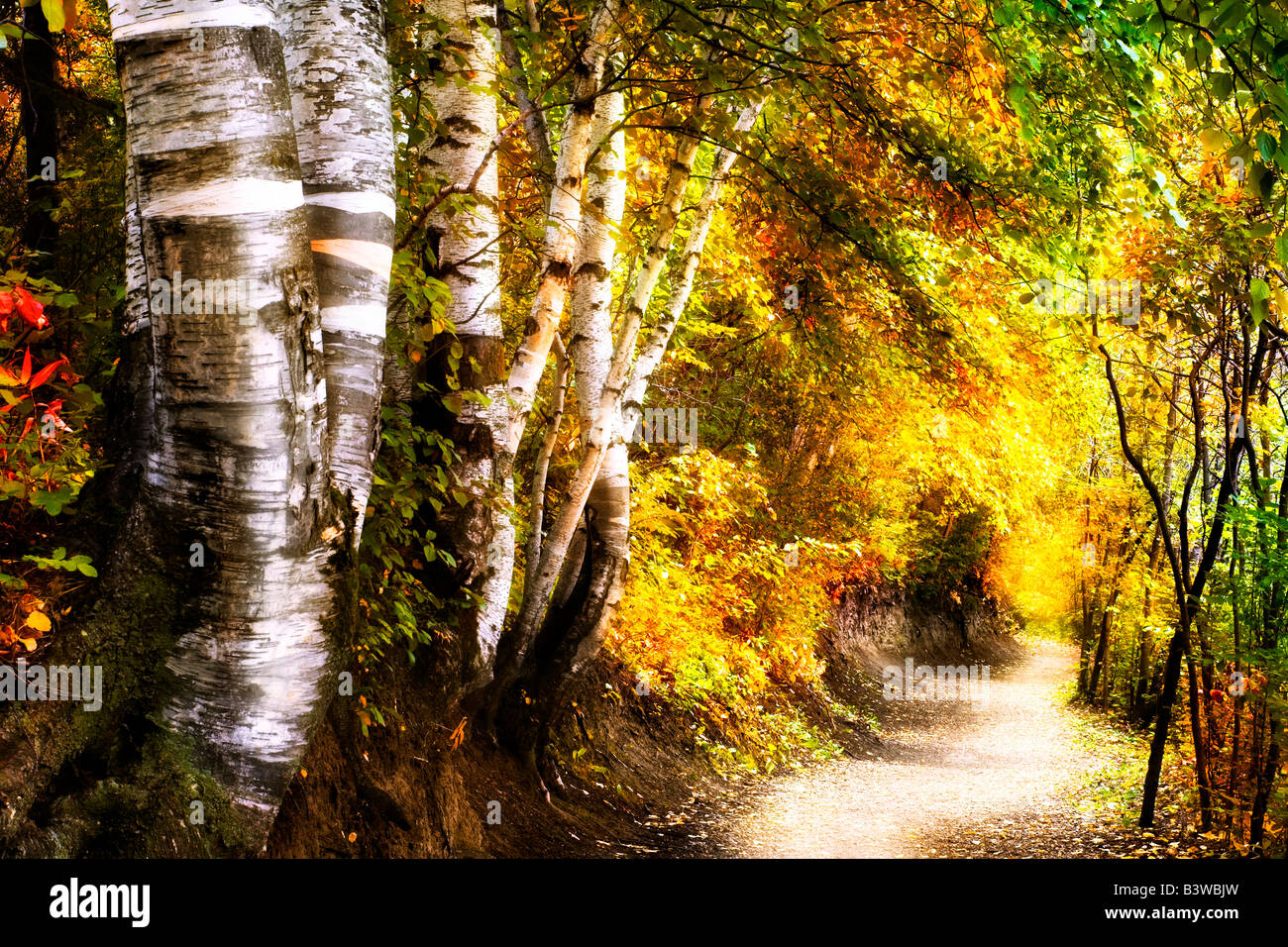 Birch trees and path Stock Photo - Alamy