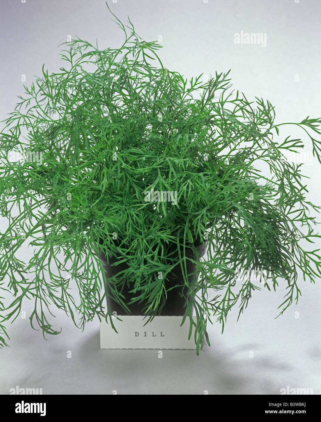 dill / Anethum graveolens Stock Photo - Alamy